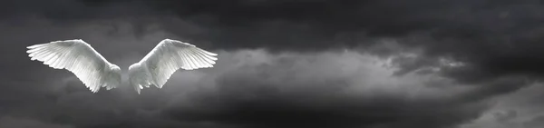 Angel wings with stormy sky background Stock Photo by ©SolidPhotos ...