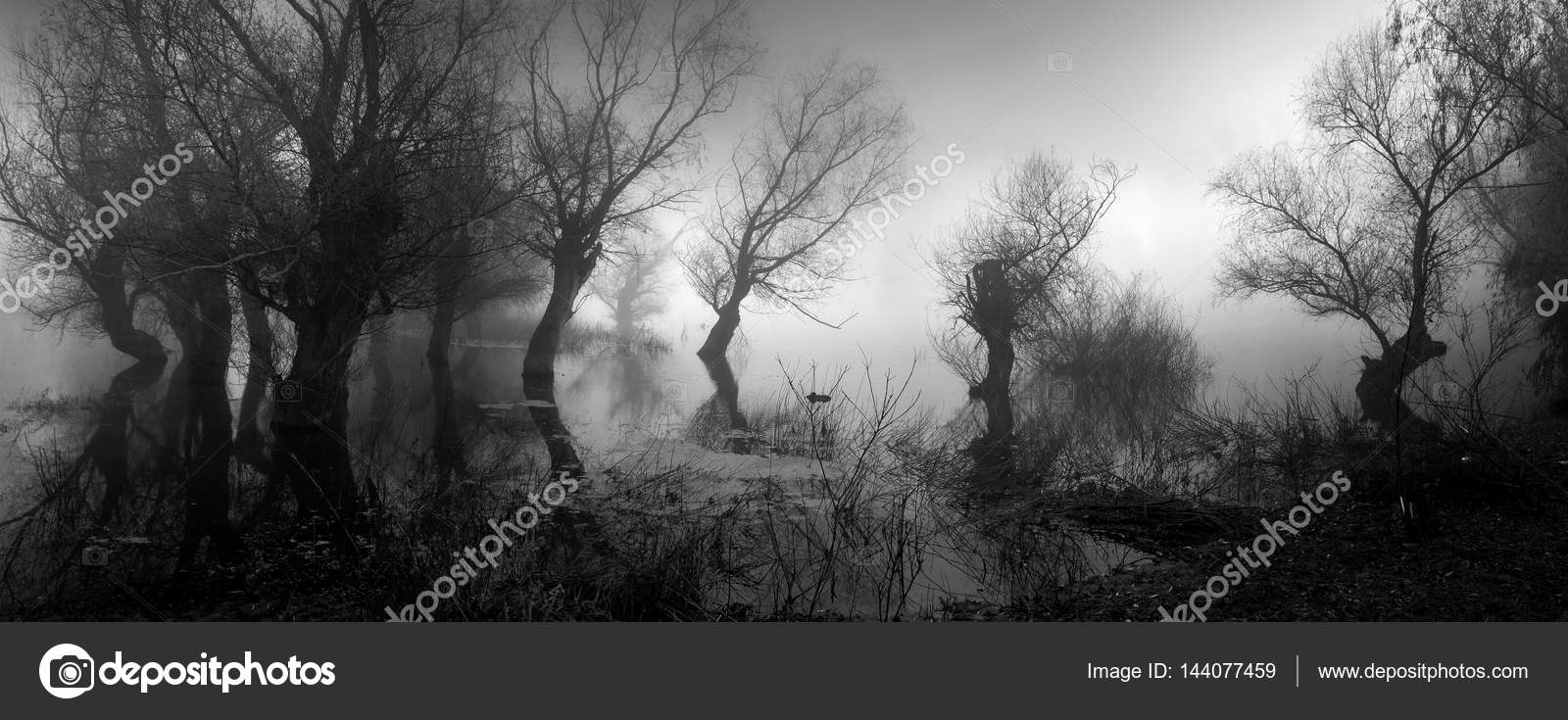 Spooky landscape showing silhouettes of trees in the swamp on misty ...