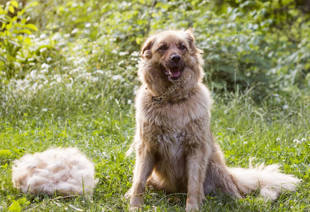 Un gran perro feliz esponjoso está sentado después de derramar su lana ...