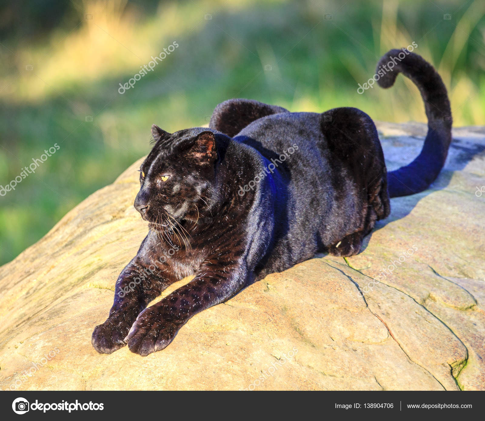 Gato Fauna Silvestre Pantera Pantera Negra, Gato Salvaje, Depredador,