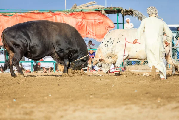 Bull's Stock Photos, Royalty Free Bull's Images | Depositphotos®