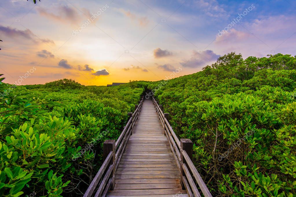 Mangrove forest by sunet — Stock Photo © richie0703 #129017658