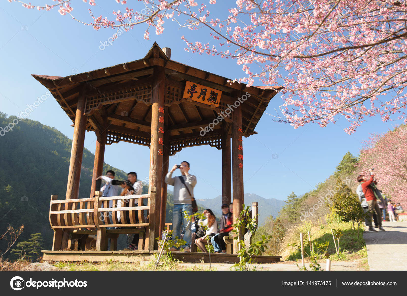 Wuling farm with cherry blossom in Taichung – Stock Editorial Photo ...