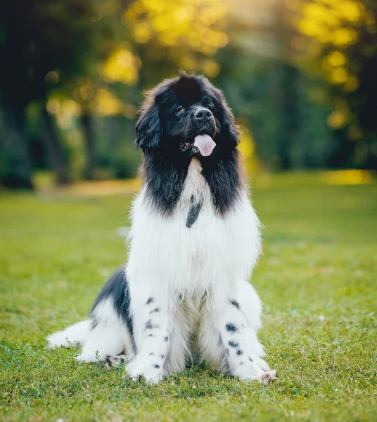 Beautiful Black White Newfoundland Dog Posing Grasss Park Stock Photo ...