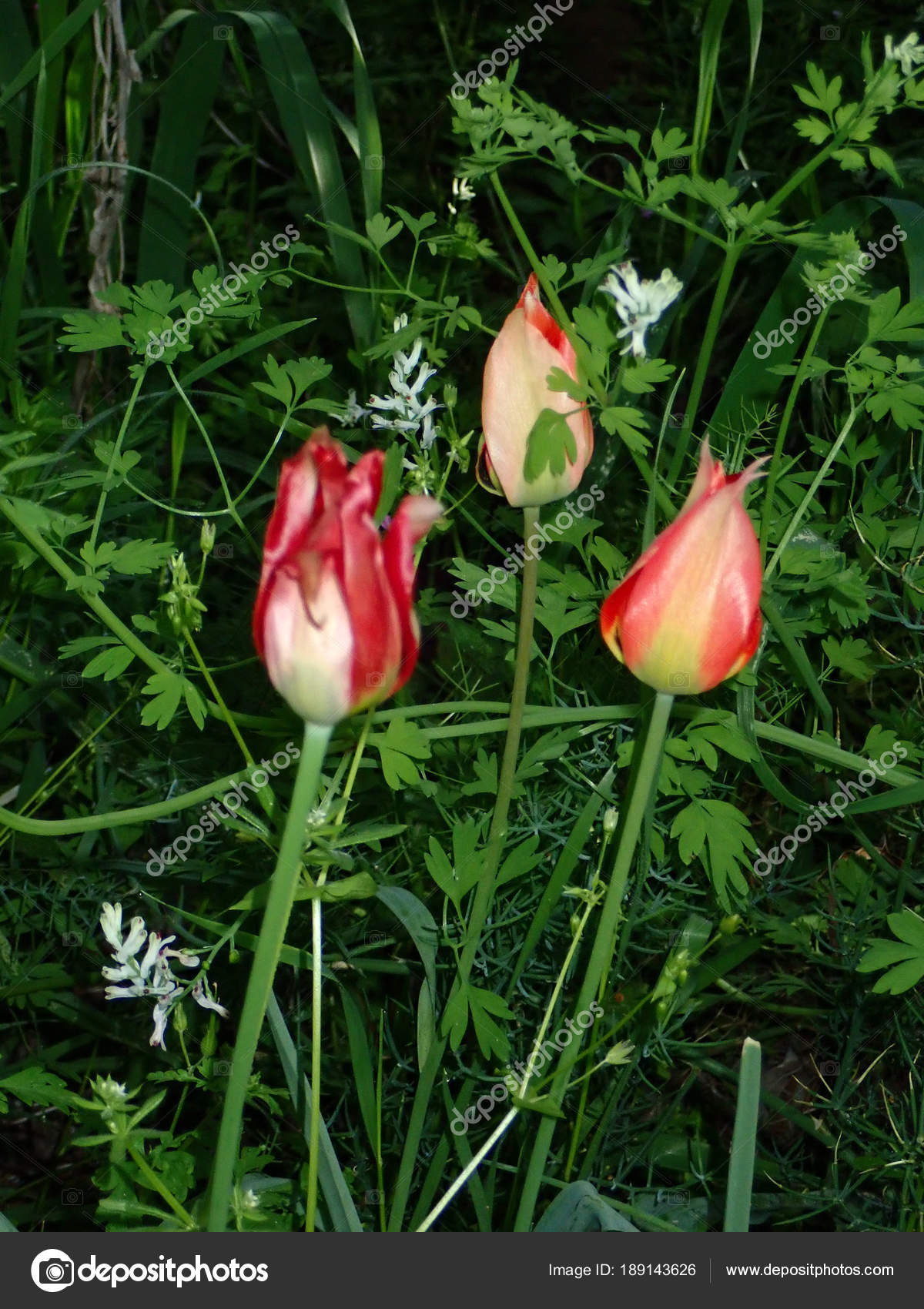 The Desert Tulip — Stock Photo © Yosef_Er #189143626