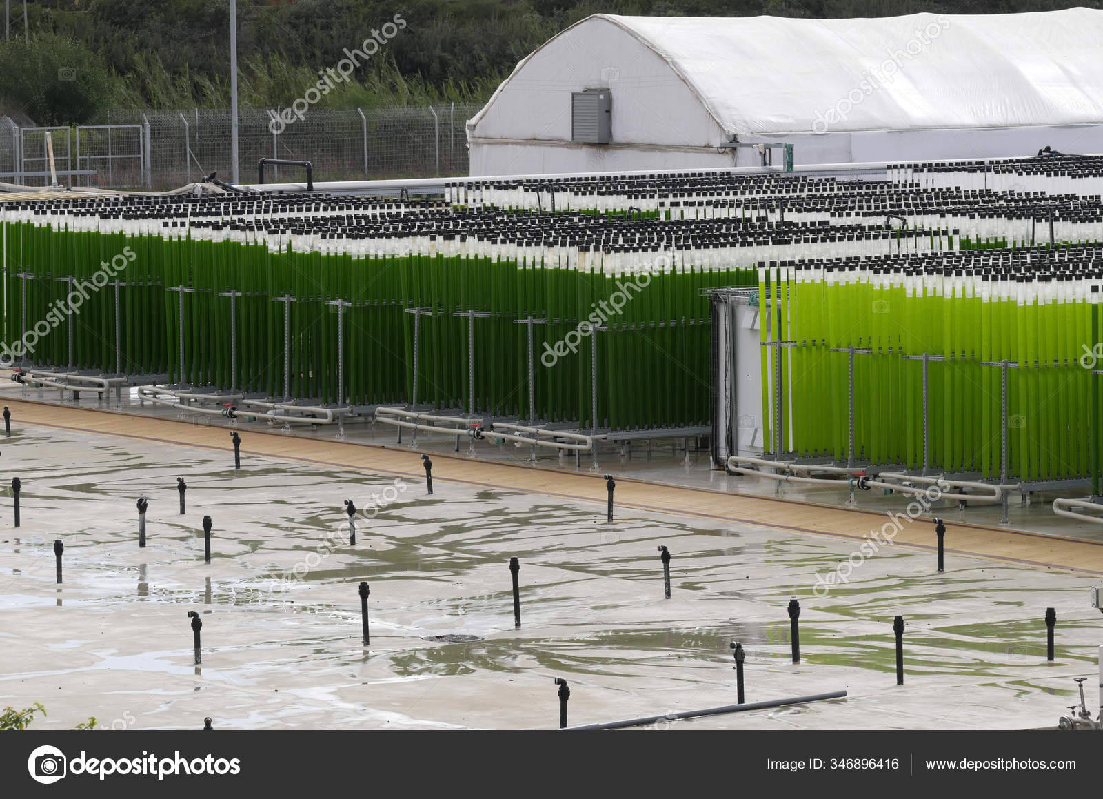 Algae Growing Farm Vertical Transparent Pipes Water — Stock Photo © Yosef_Er #346896416