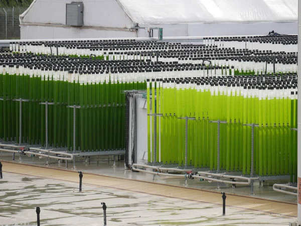 Algae Growing Farm Vertical Transparent Pipes Water — Stock Photo ...