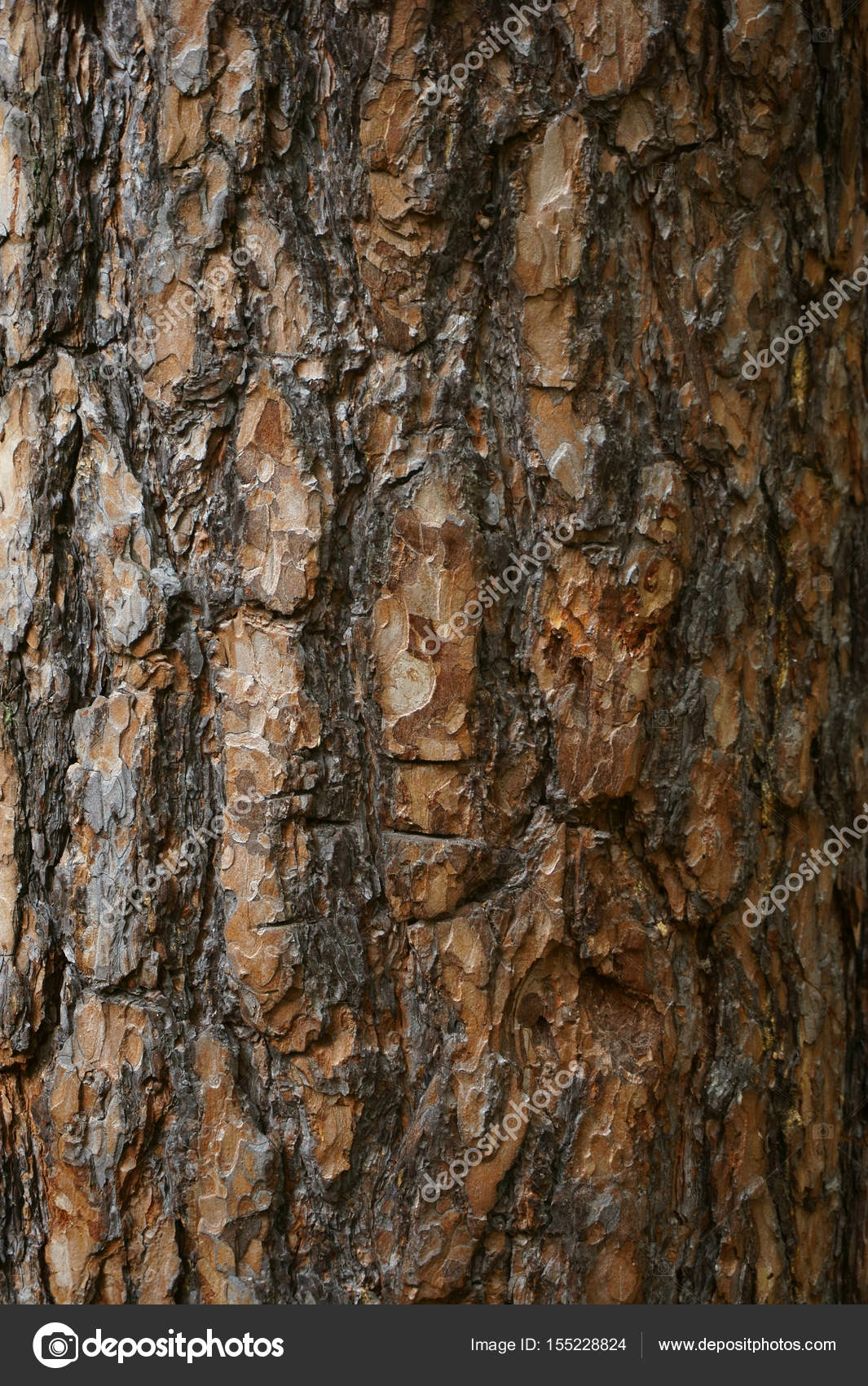 Natural bark texture — Stock Photo © jonnysek #155228824