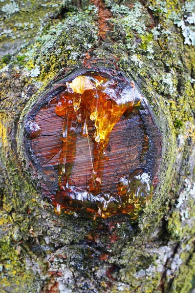 Fotos de Seiva da árvore fluindo, Imagens de Seiva da árvore fluindo ...
