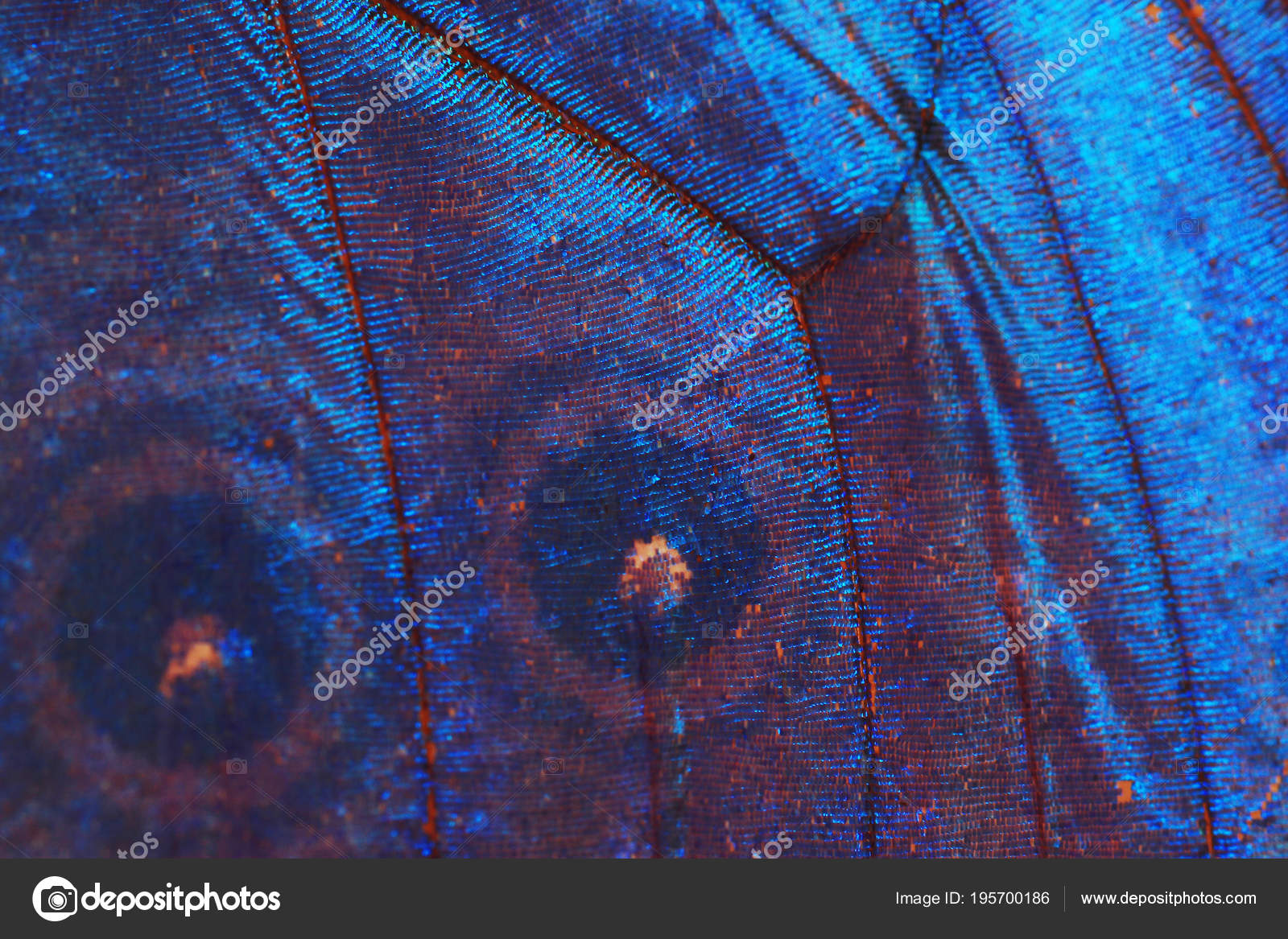 Blue butterfly wing texture Stock Photo by ©jonnysek 195700186
