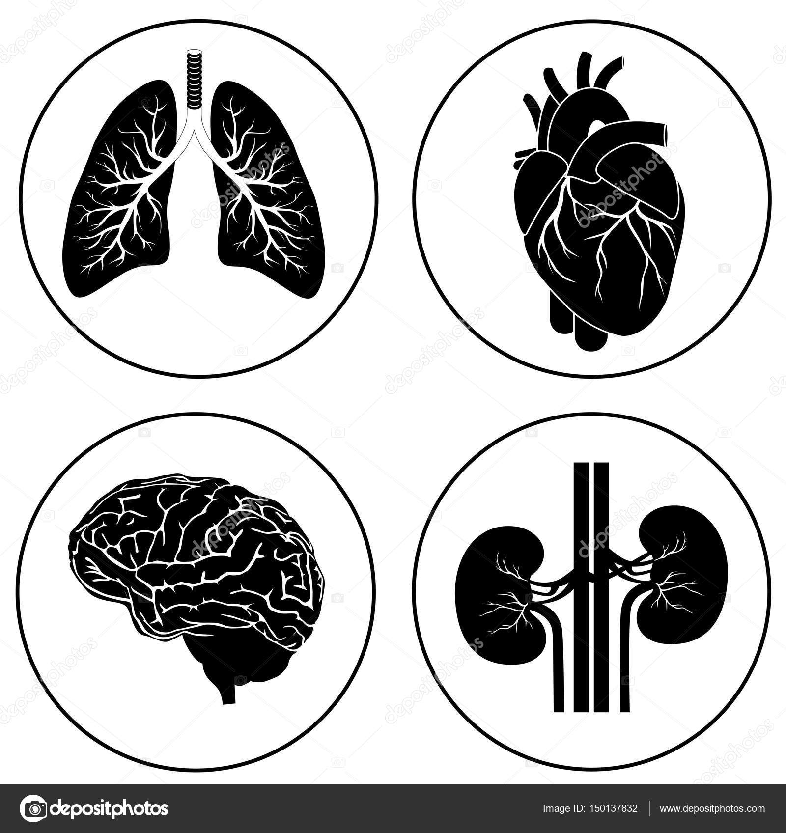 Human organs icon Stock Vector by ©leonardo255 150137832