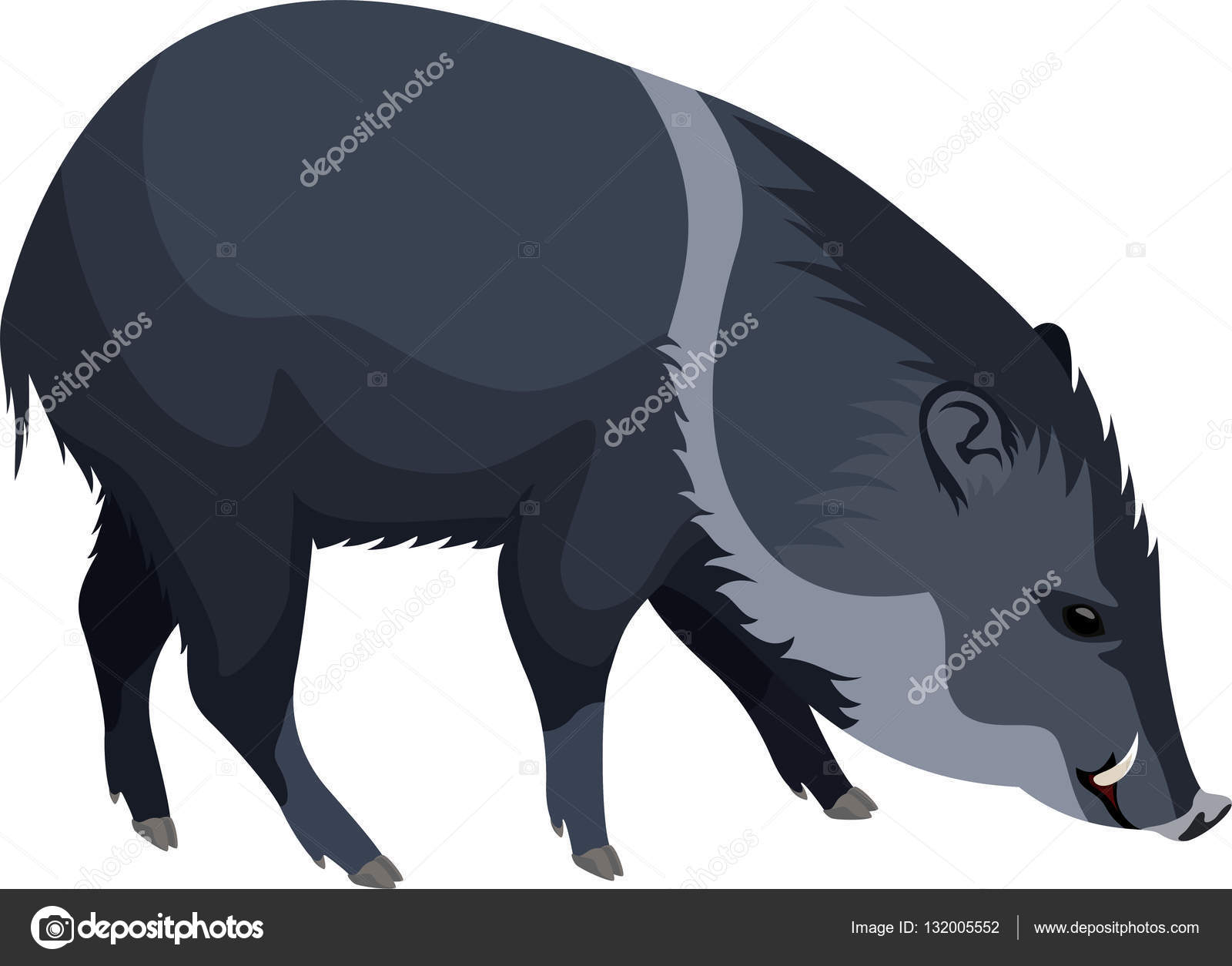 Vector wild pig peccary Stock Vector Image by ©SaveJungle #132005552