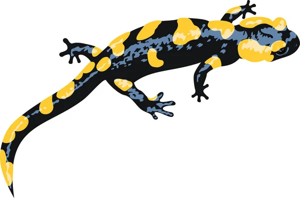 Fire salamander Vector Art Stock Images | Depositphotos