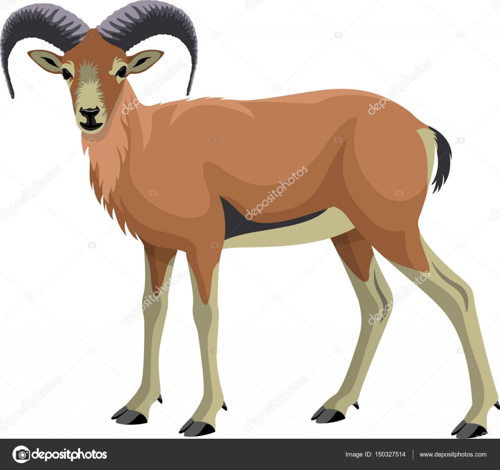 Vector Goat Urial Stock Vector by ©SaveJungle 150327514