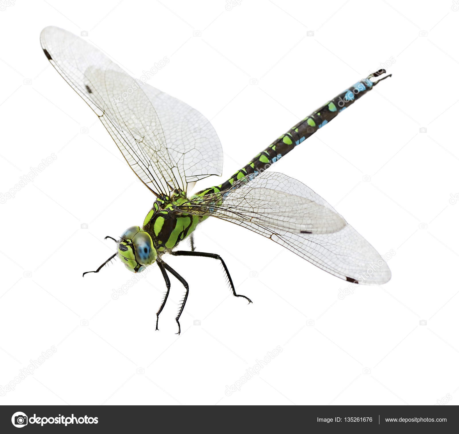 Macro shot of dragonfly. isolated on white background — Stock Photo ...