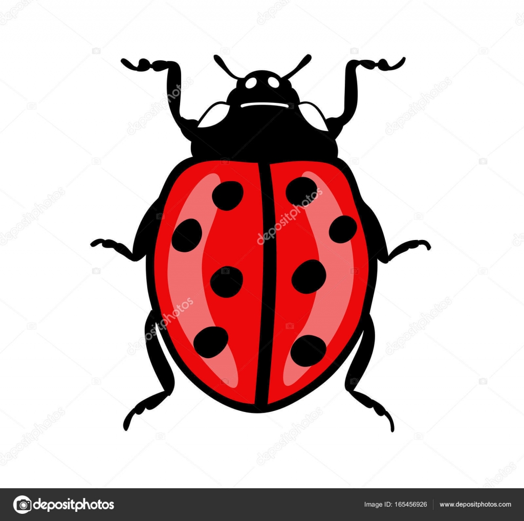 Ladybug isolated on white Stock Vector Image by ©ekapanova #165456926