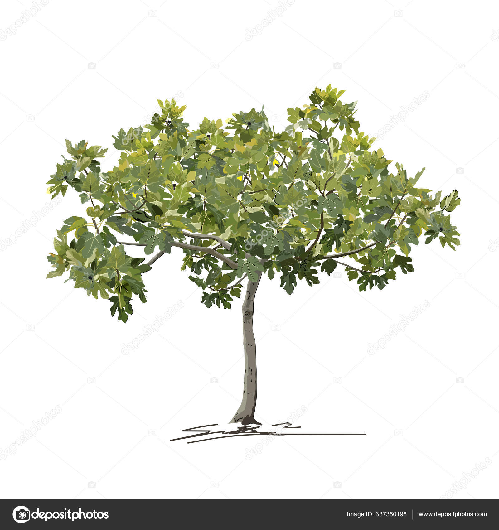 Fig Tree Clip Art
