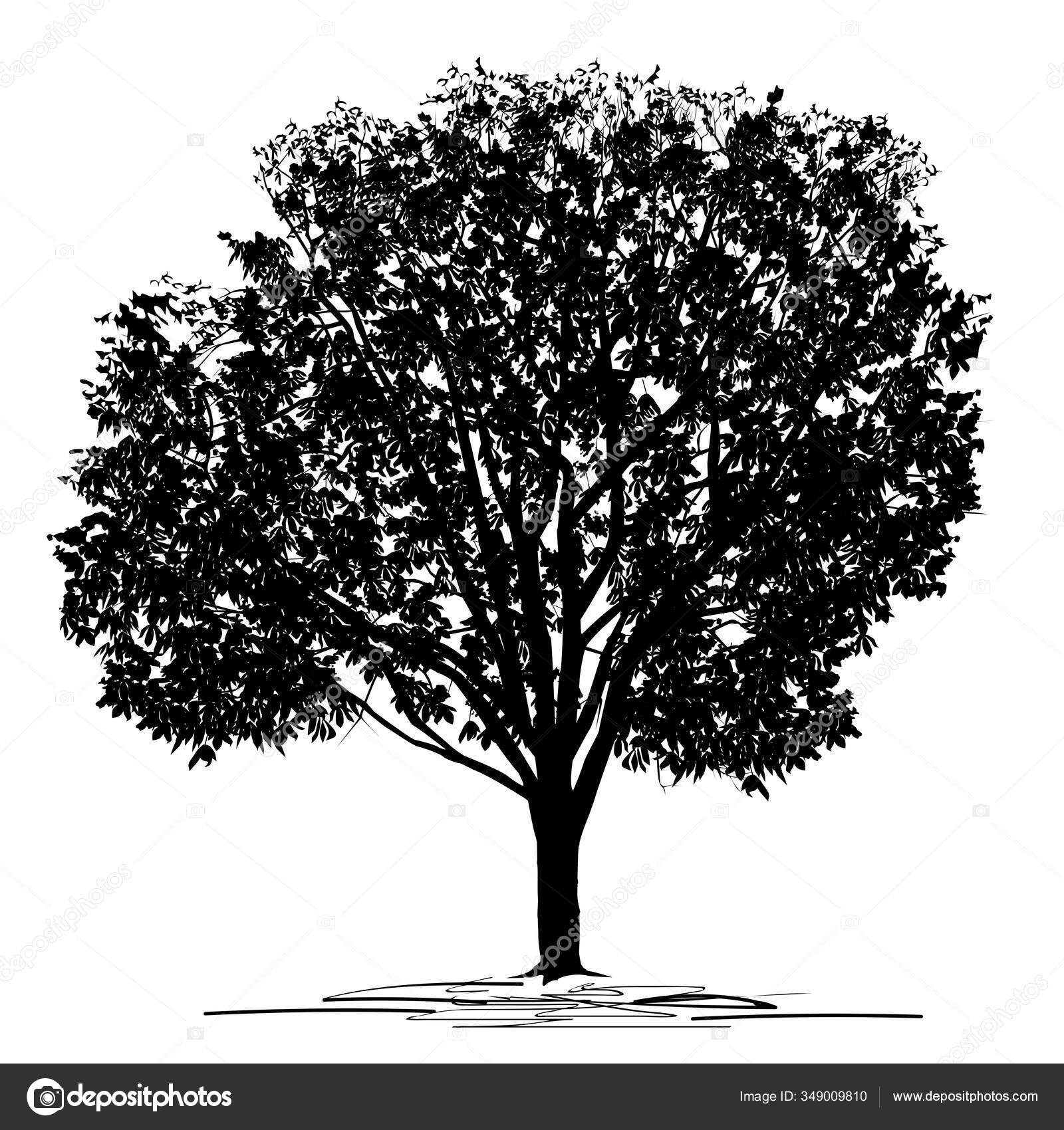 Silhouette Chestnut Castanea Tree Dense Foliage Black Vector Image ...