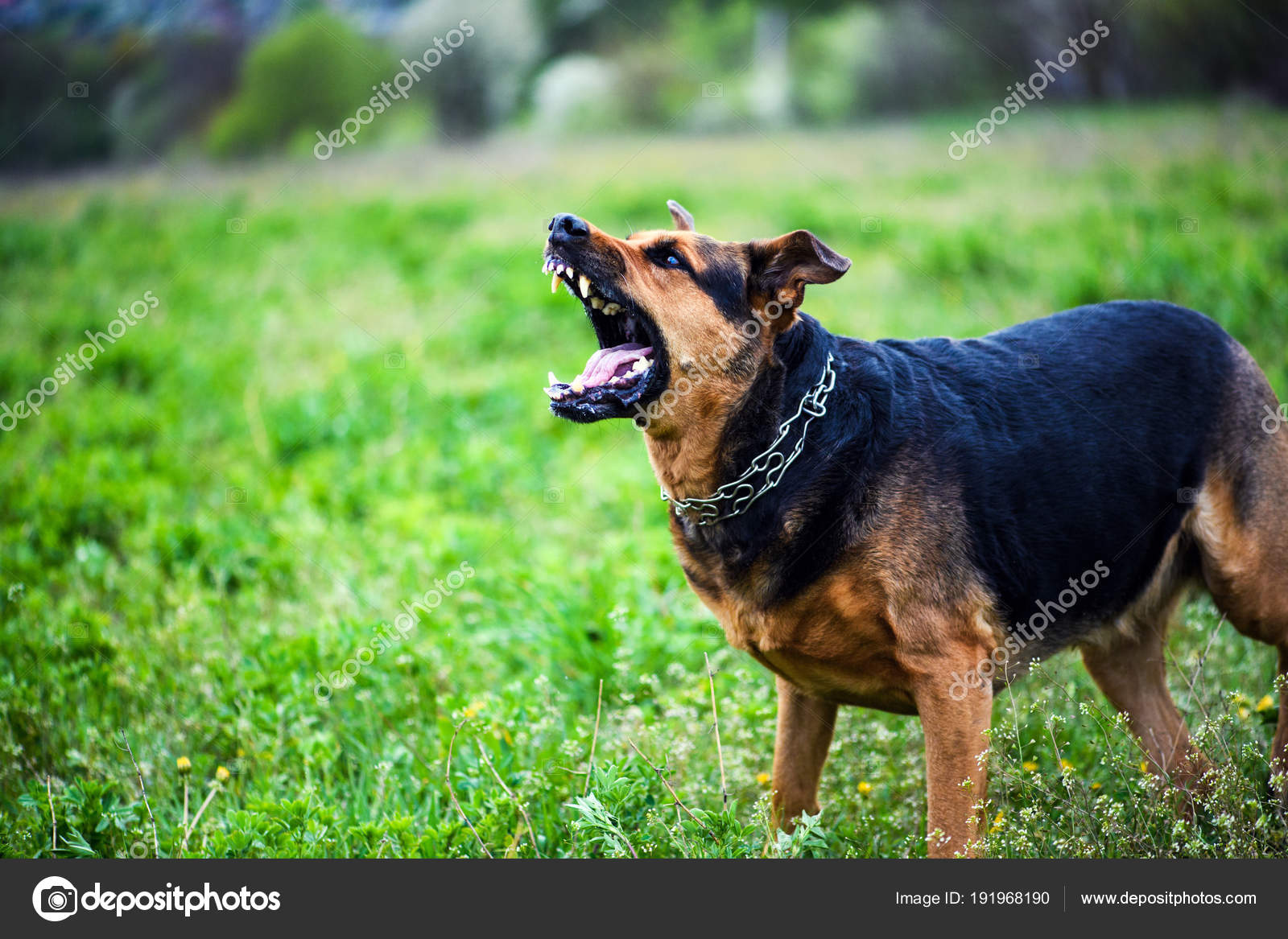 Angry Dog Attacks Dog Looks Aggressive Dangerous — Stock Photo © yulia ...