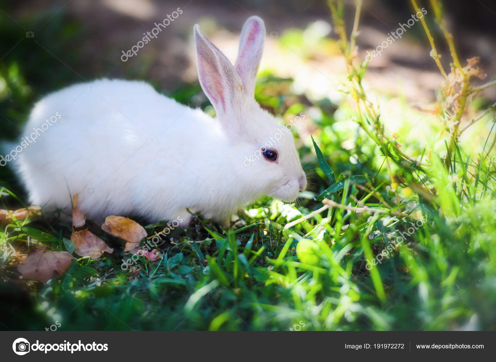 White Rabbit In Garden