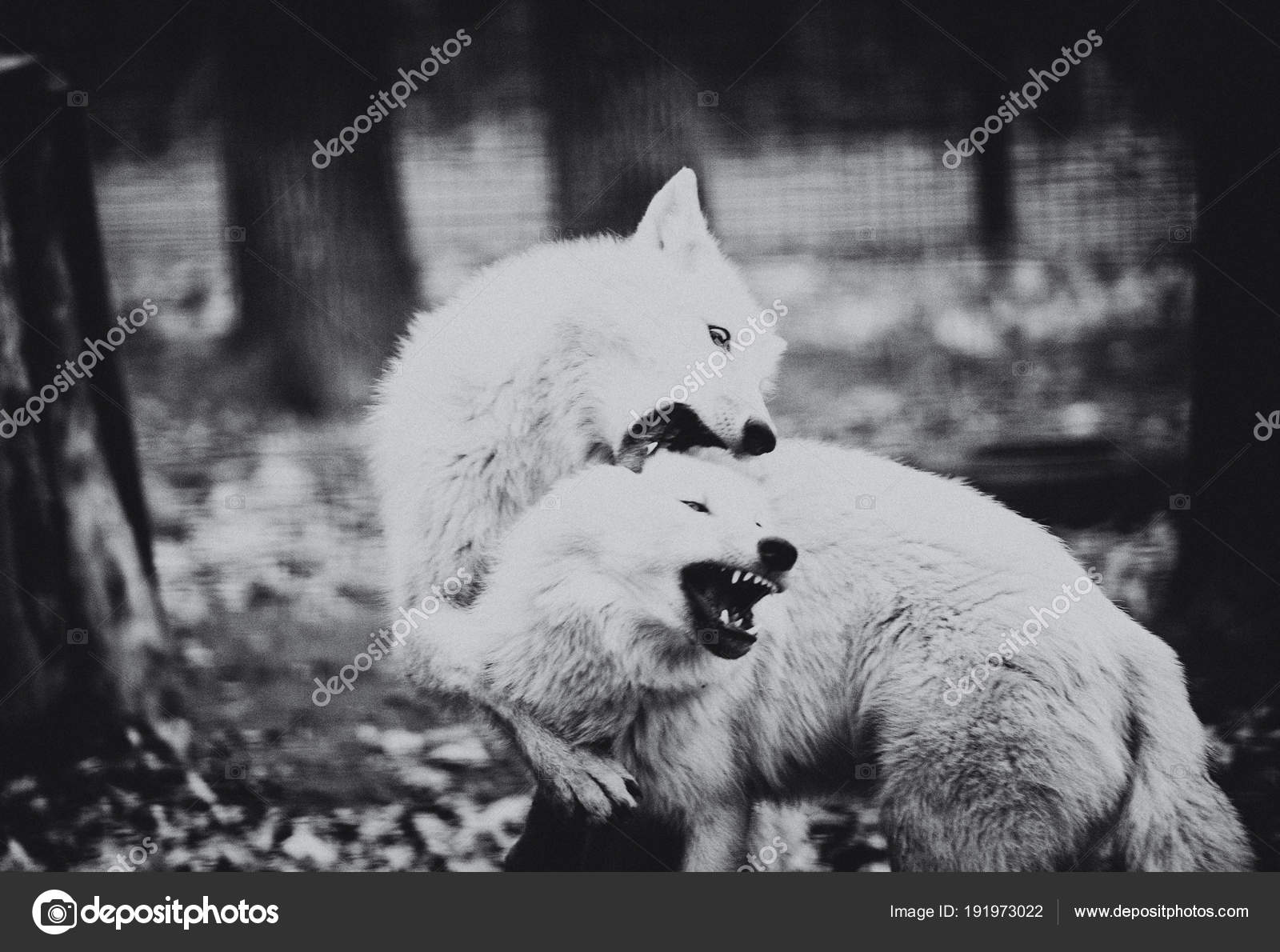 White Wolf And Black Wolf Fighting