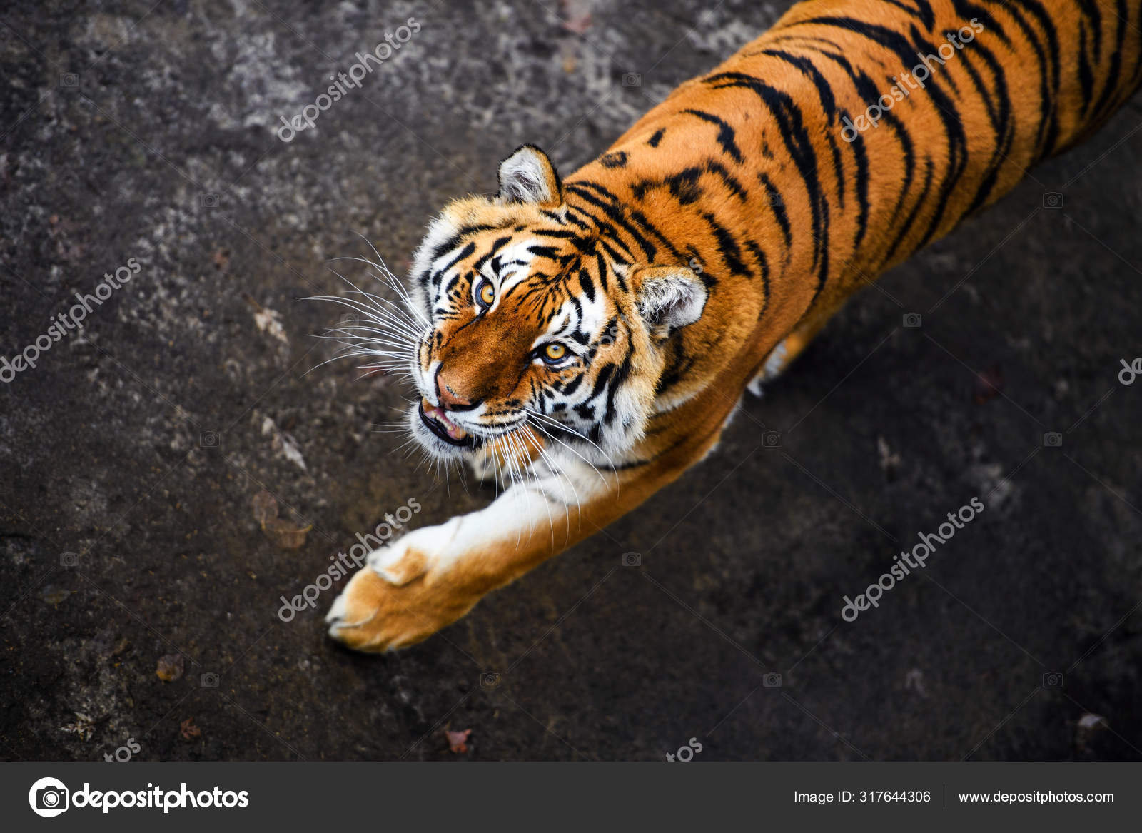 Beautiful Tiger Animal Background — Stock Photo © yulia-zl18 #317644306