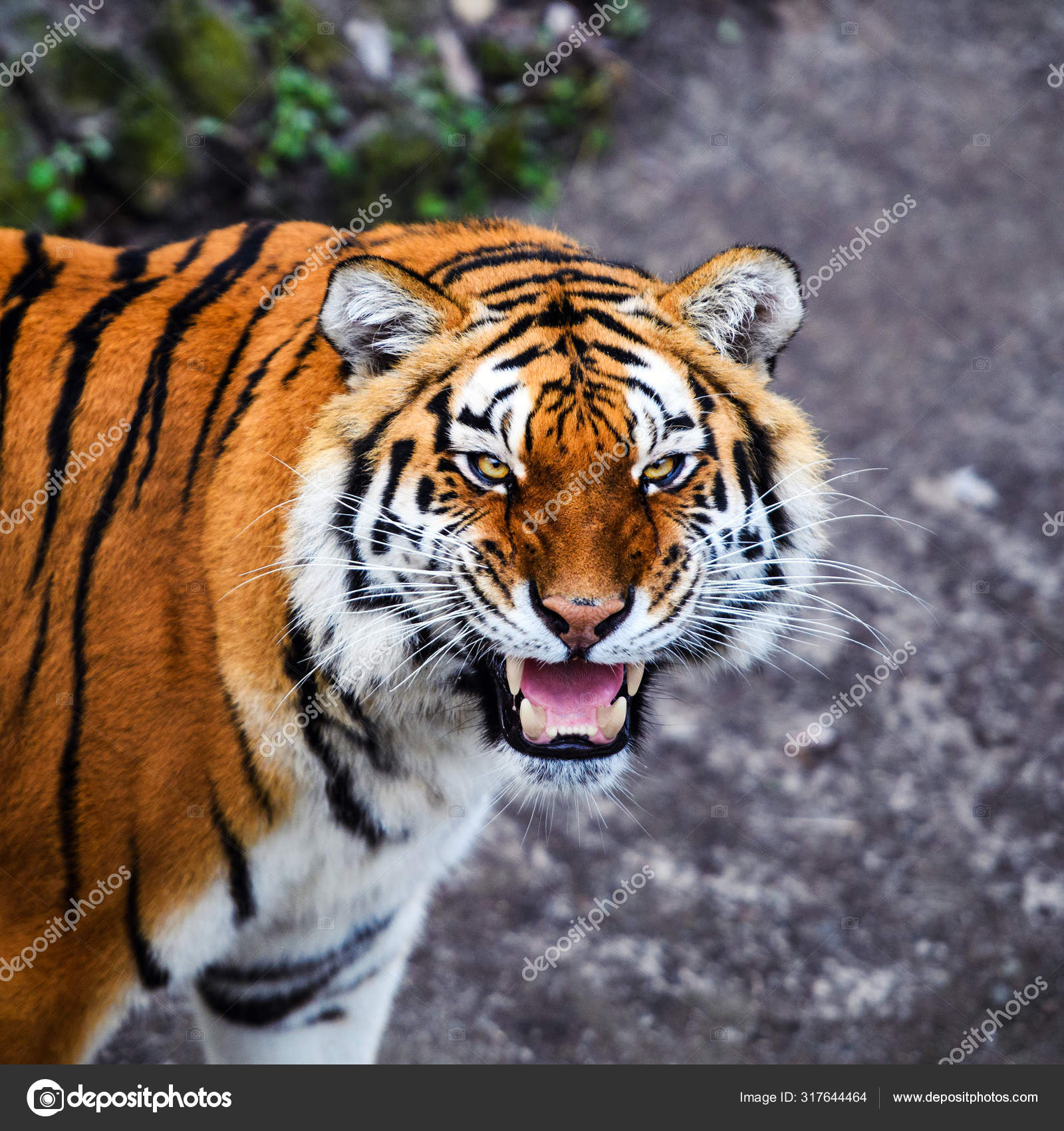 Beautiful Tiger Animal Background Stock Photo by ©yulia-zl18 317644464