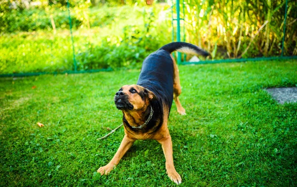 Perro ataca Stock Photos, Royalty Free Perro ataca Images | Depositphotos