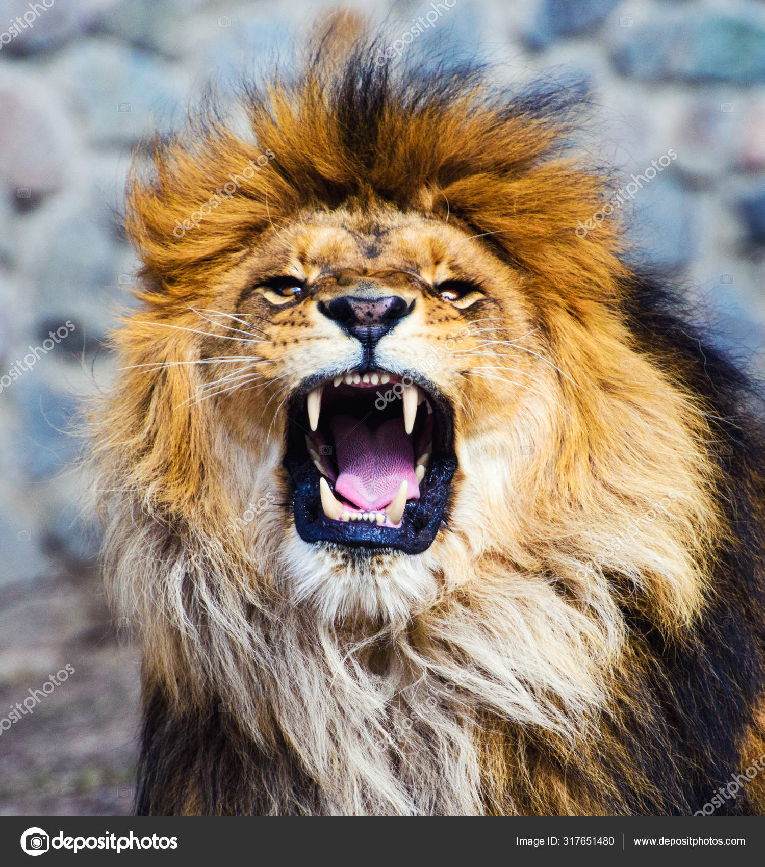 Male Lion Face Roaring