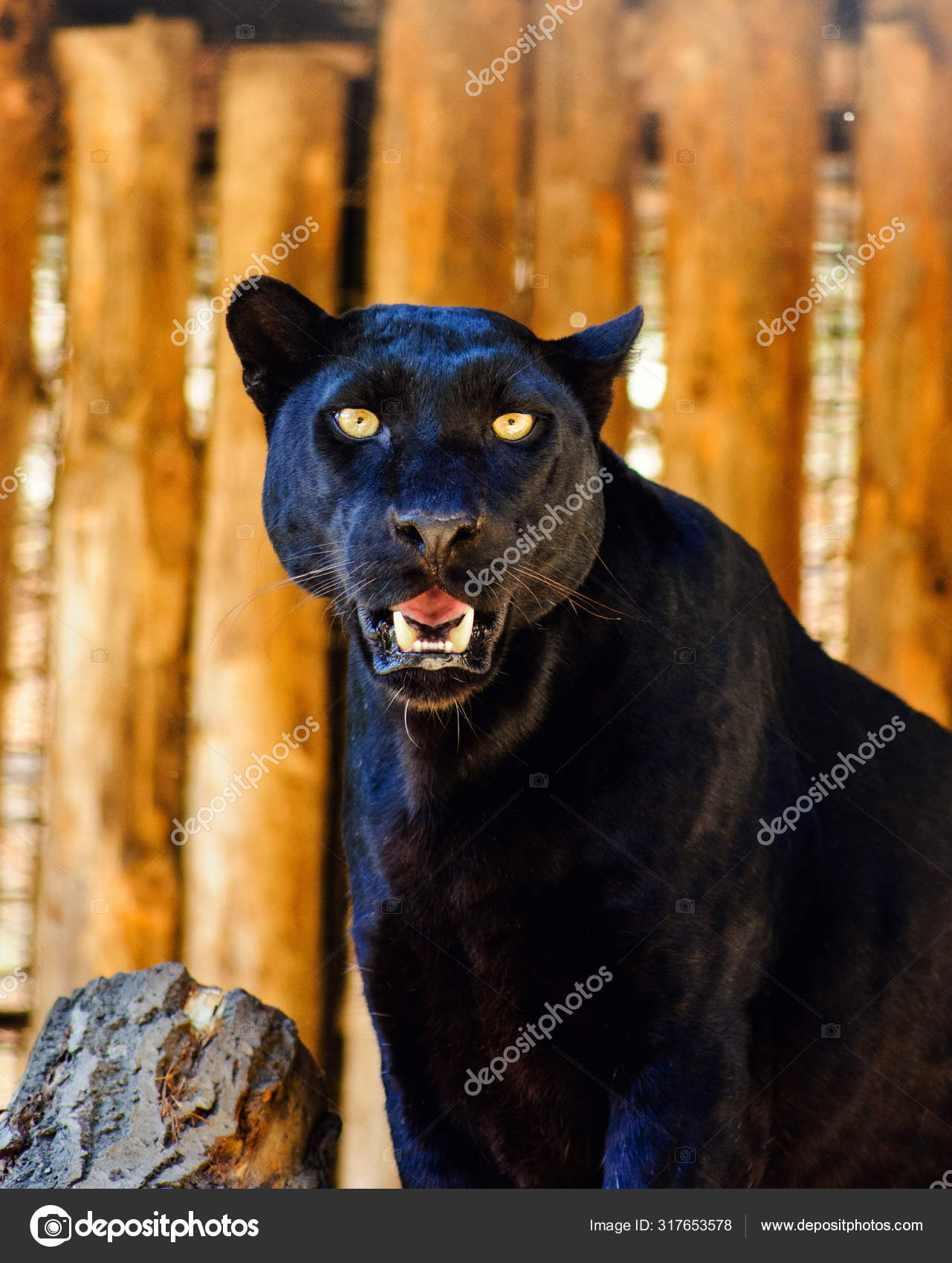 Vista Cênica Bela Pantera Preta — Foto © yulia-zl18 #317653578