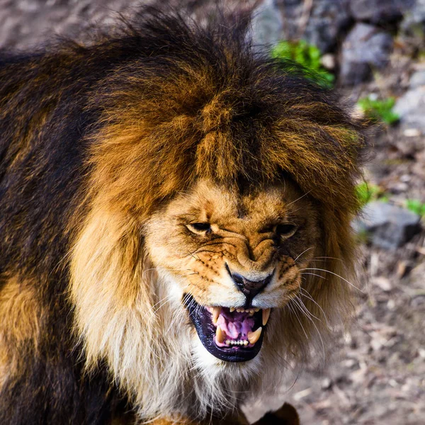 Angry lion Stock Photos, Royalty Free Angry lion Images | Depositphotos