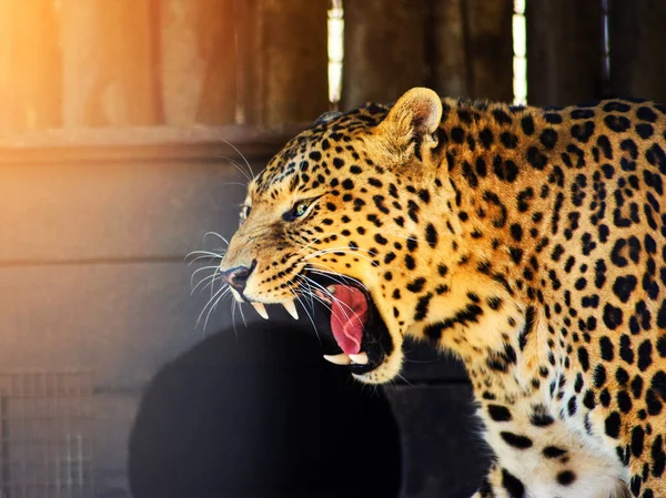 Angry leopard Stock Photos, Royalty Free Angry leopard Images ...