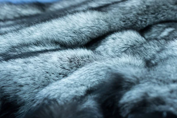closeup of silver fox fur - Stock Image - Everypixel