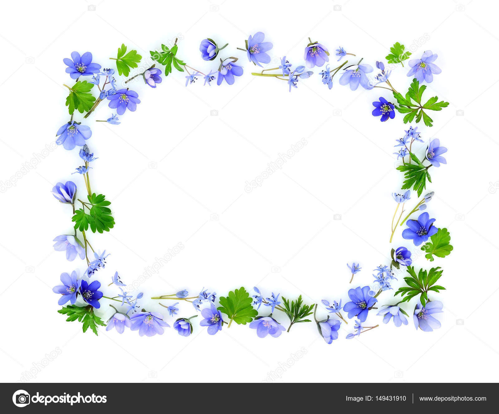 Floral rectangle made of blue spring flowers on white background. Top ...