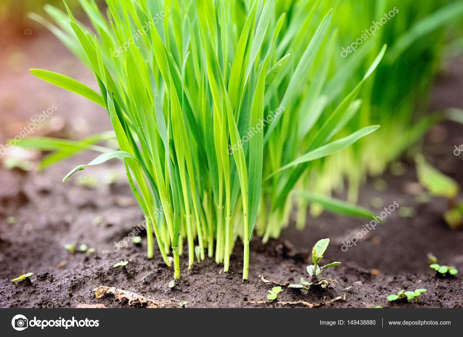 Young green shoots of wheat at the beginning of their growth ...