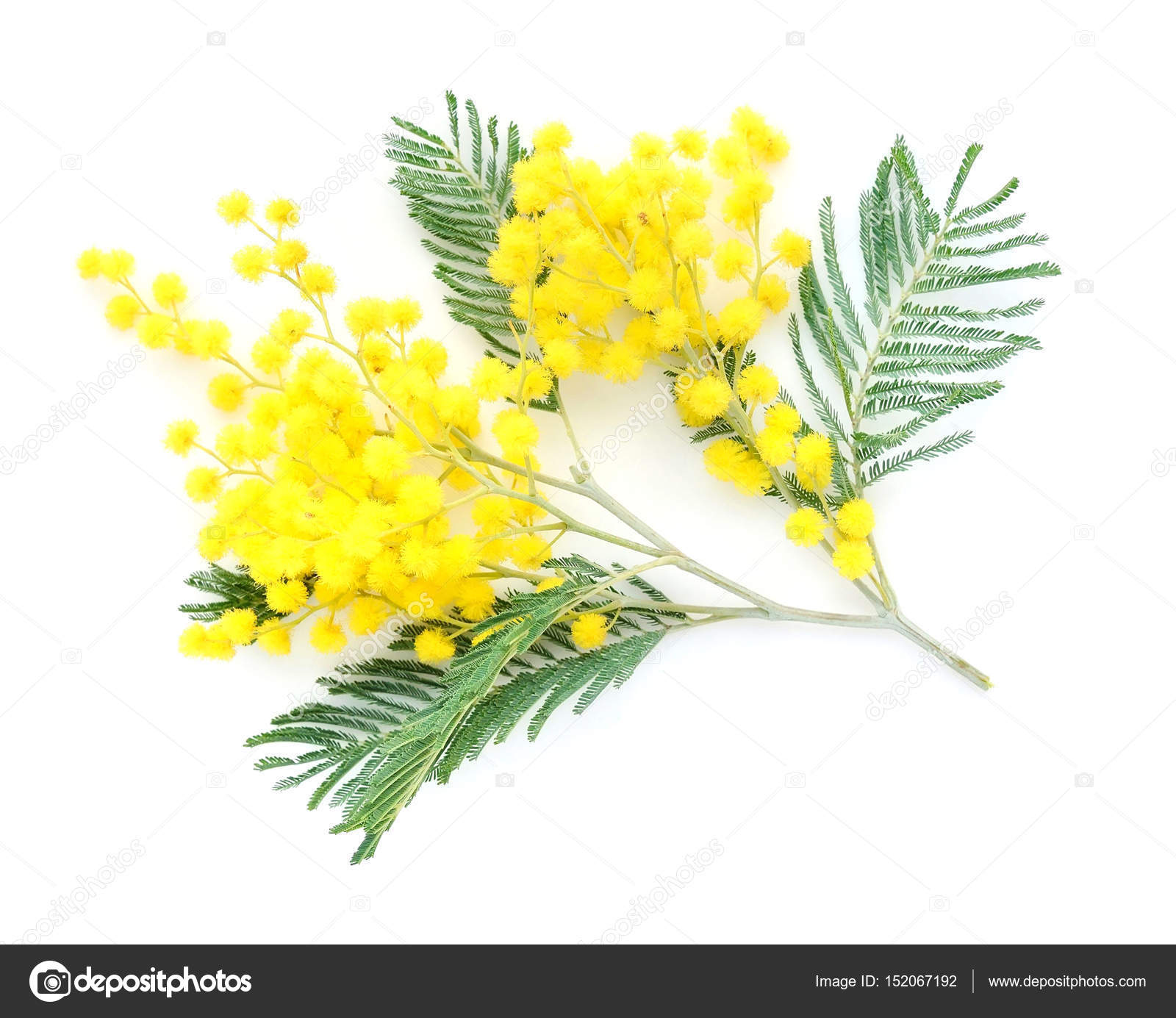 Mimosa (silver wattle) branch isolated on white background Stock Photo ...