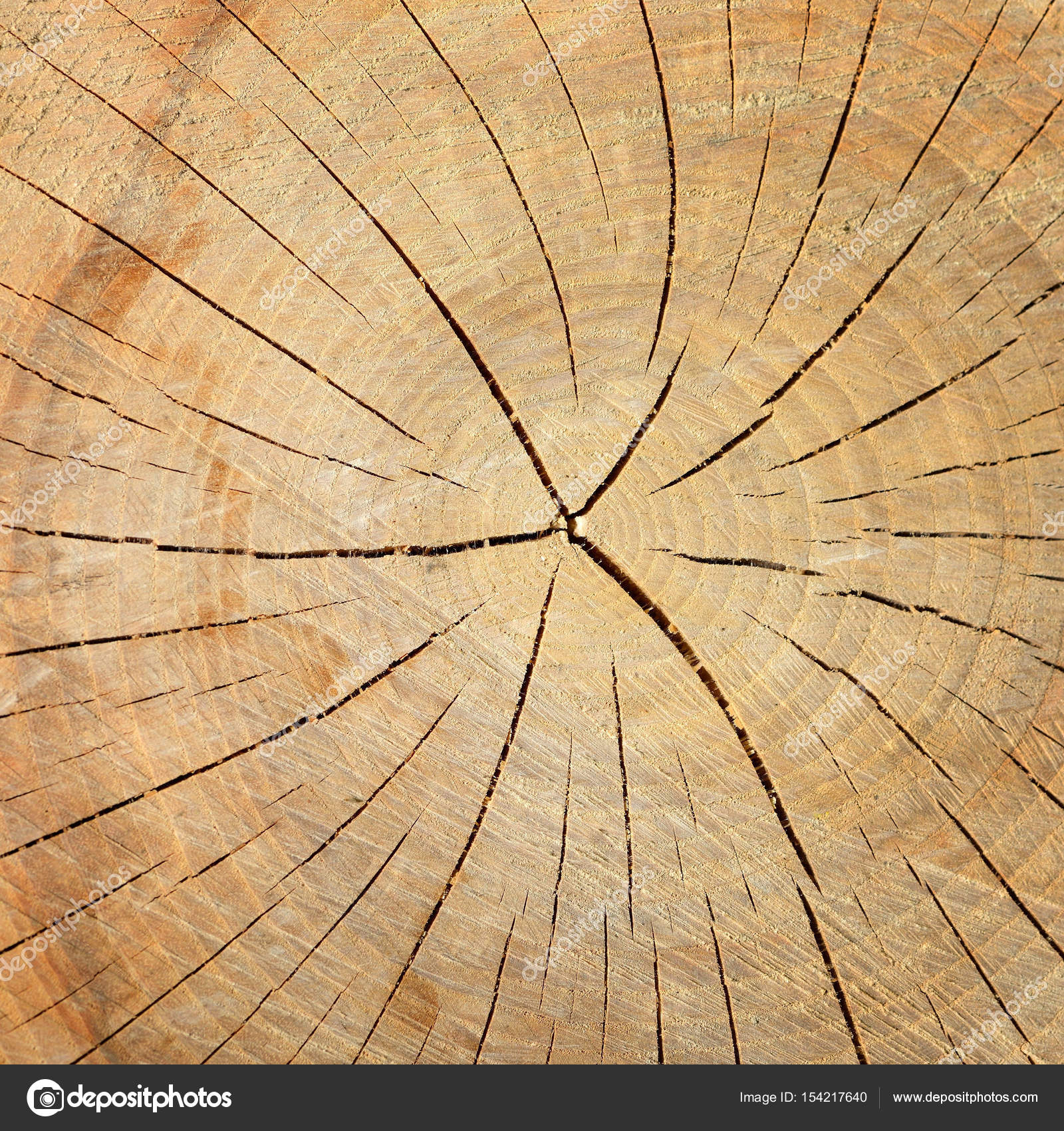 Wood texture of tree stump with cracks in brown tone for background ...