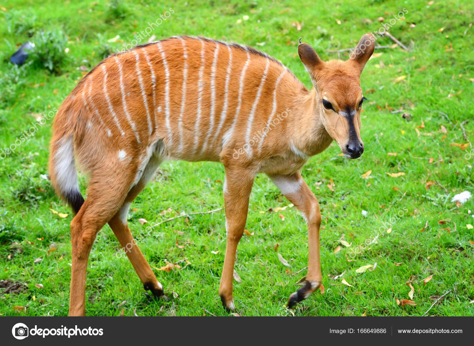 Bongo Nyala