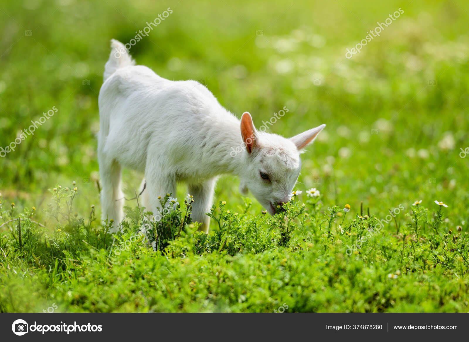 White Little Goat Standing Green Grass Daisy Flowers Sunny Day — Stock ...
