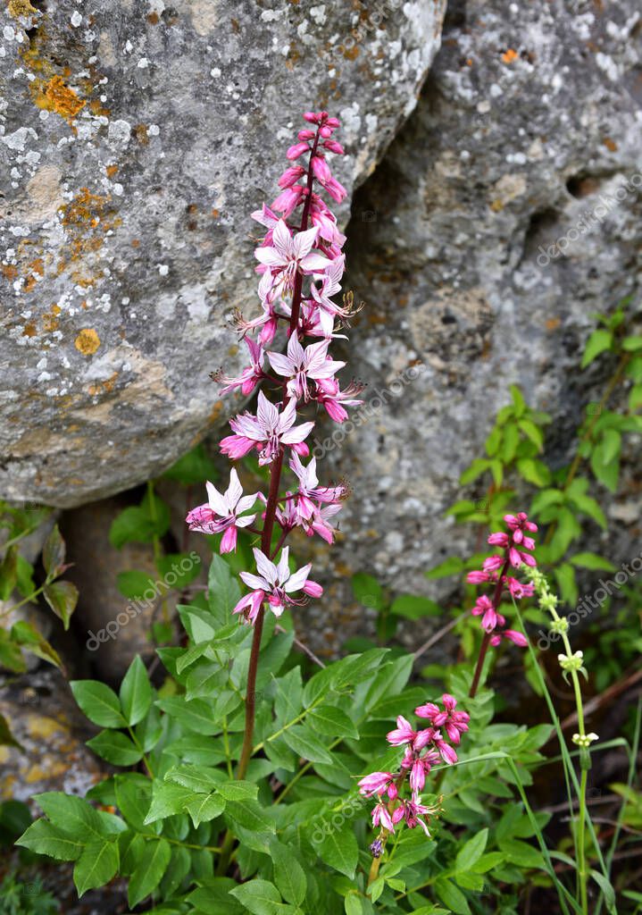 Flores rosadas de plantas silvestres Diptam (Dictamnus albus) o ...