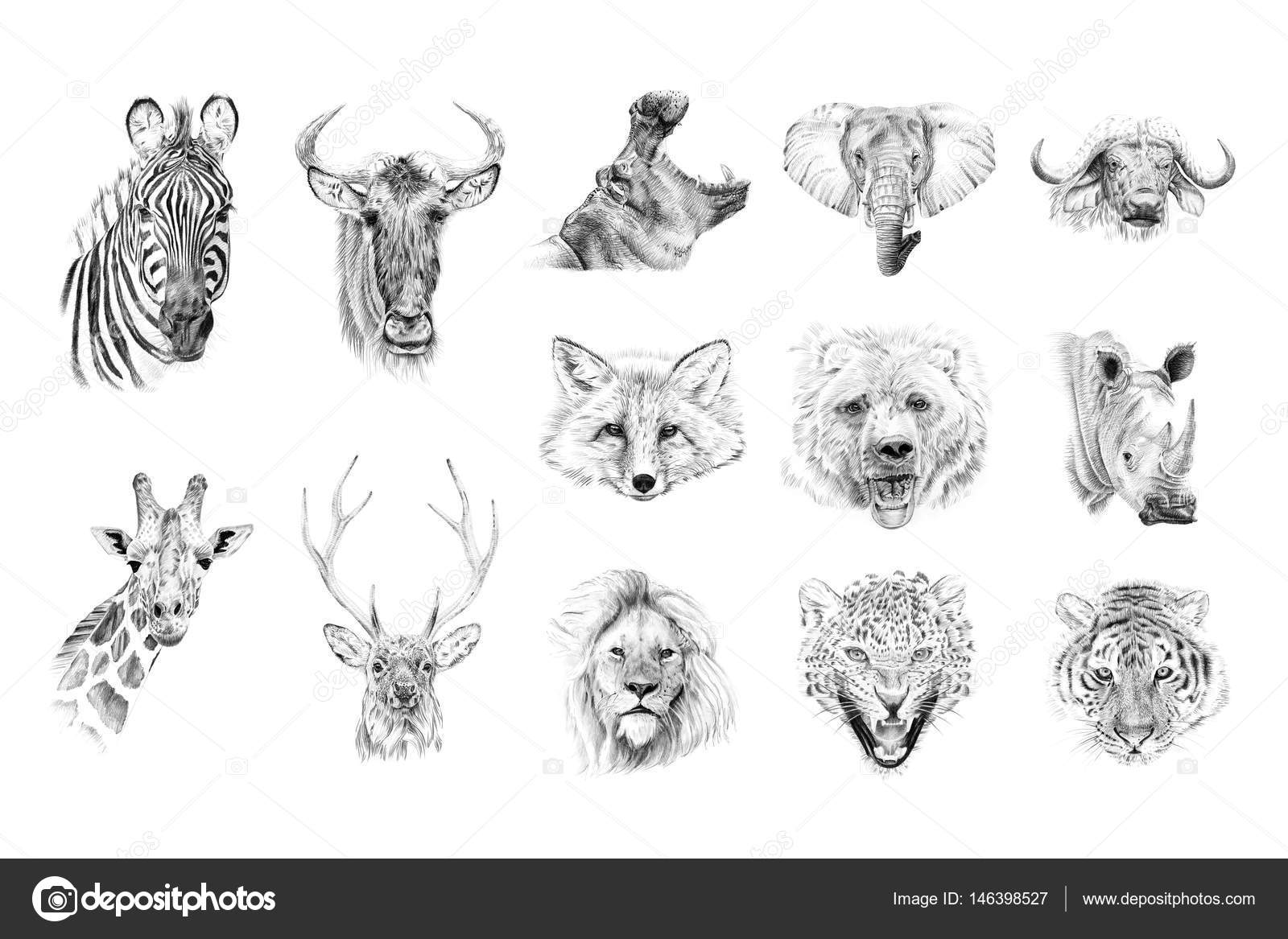 Portrait of animals drawn by hand in pencil Stock Illustration by ...