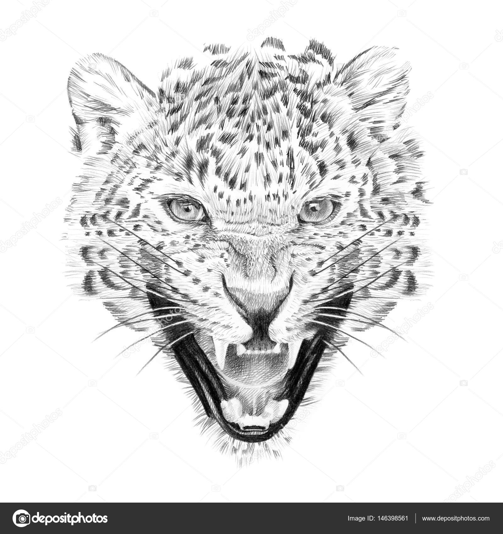 Illustration de Portrait de léopard dessiné à la main au crayon par ...