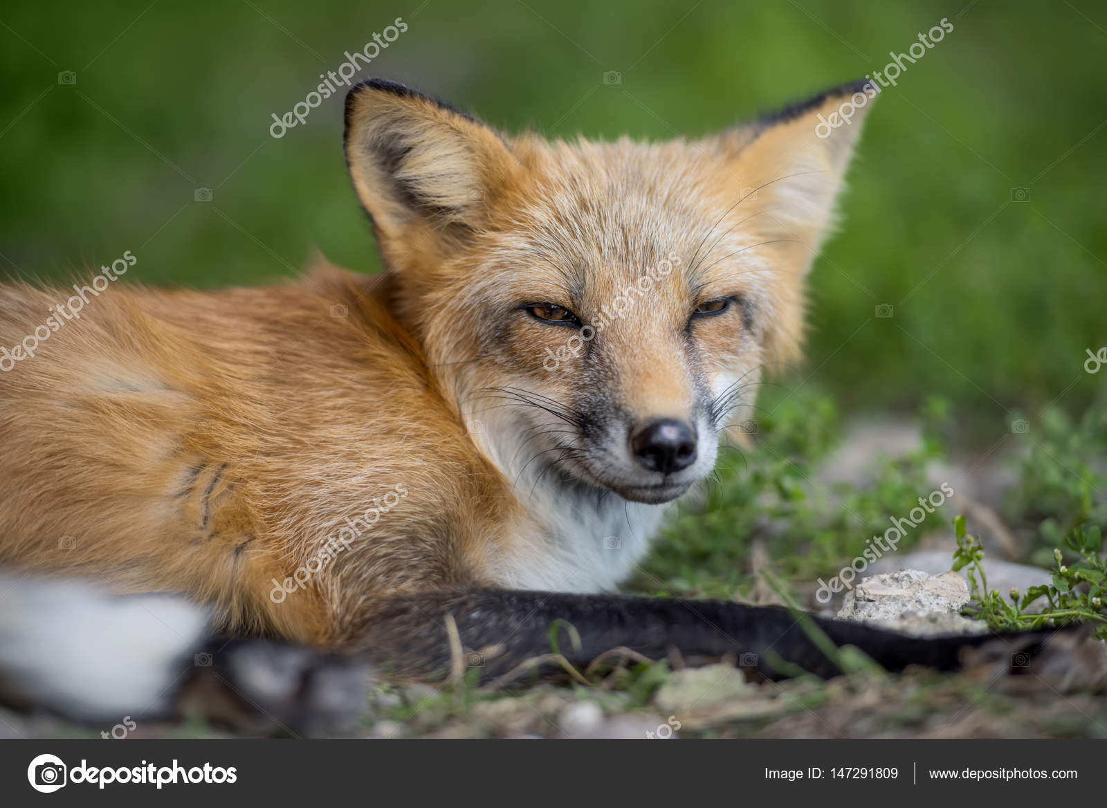 Red fox in nature (Vulpes vulpes) Stock Photo by ©VolodymyrBur 147291809