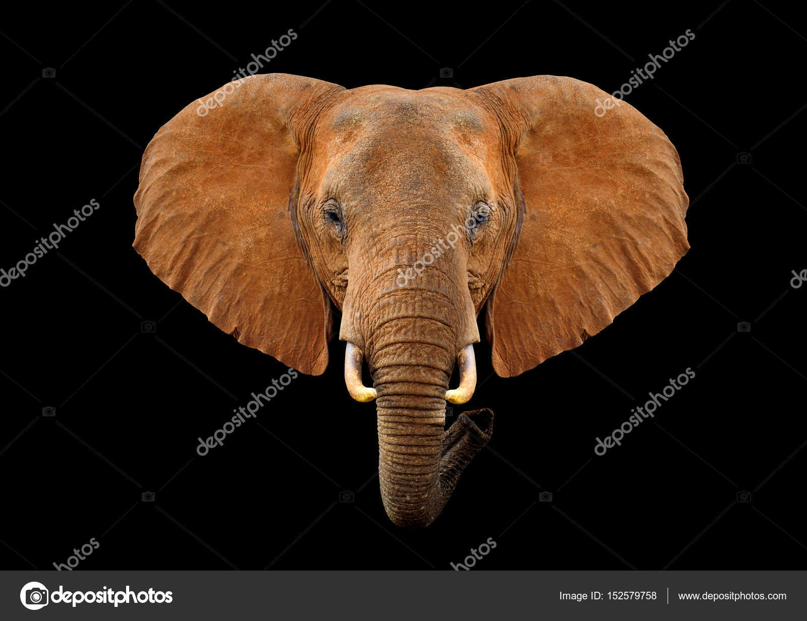 African Elephant Head Profile