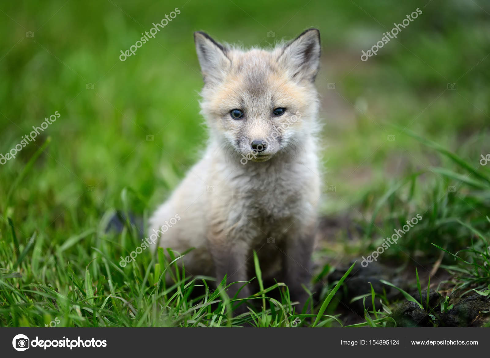 Baby Domesticated Silver Fox