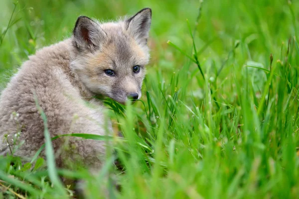 Fox pup Stock Photos, Royalty Free Fox pup Images | Depositphotos