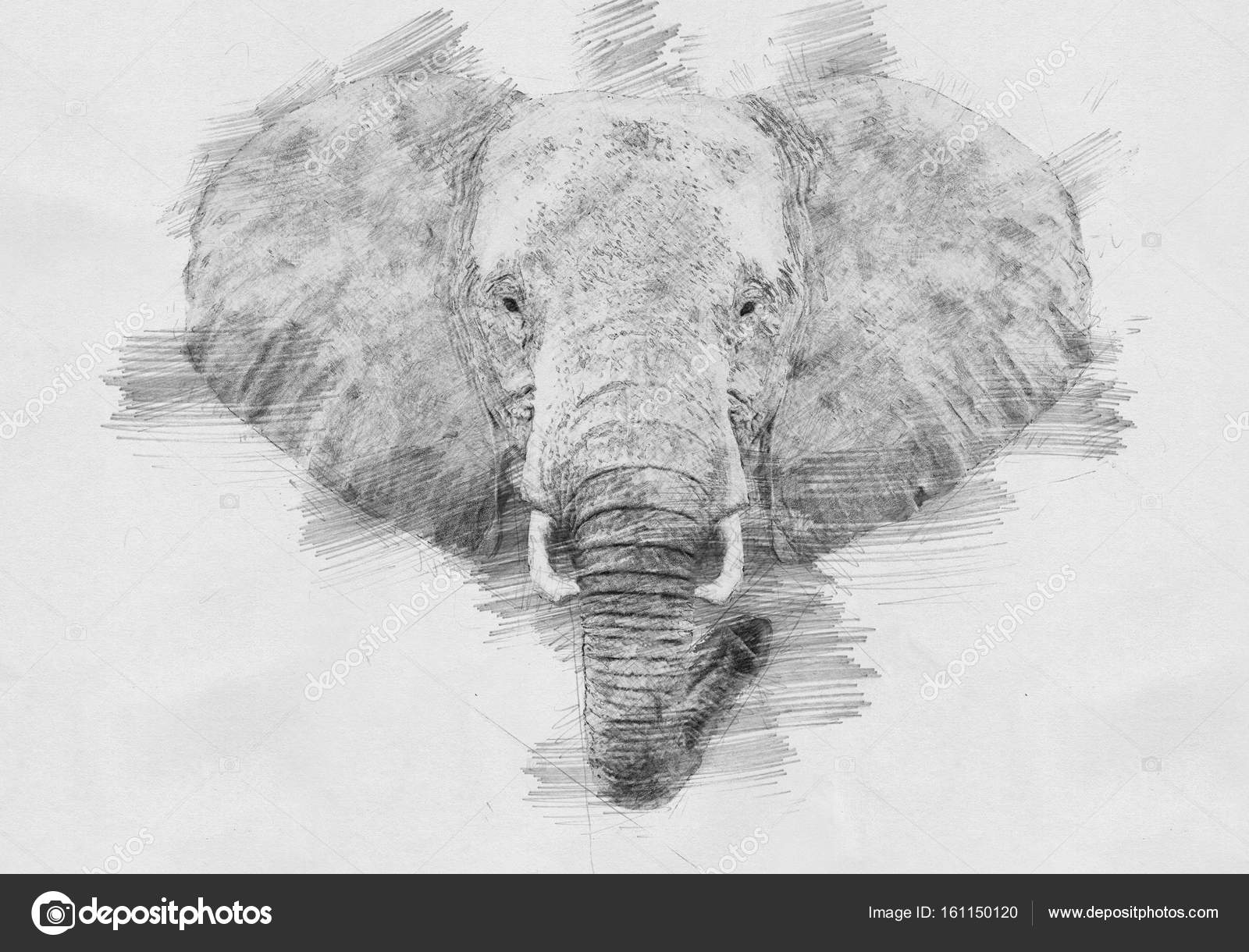 Elephant Face Pencil Drawing