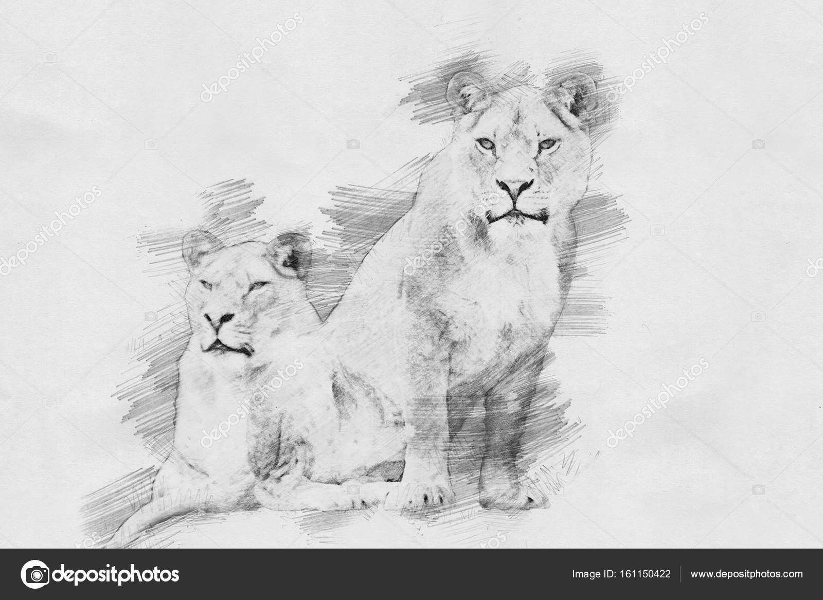Lioness Pencil Drawing