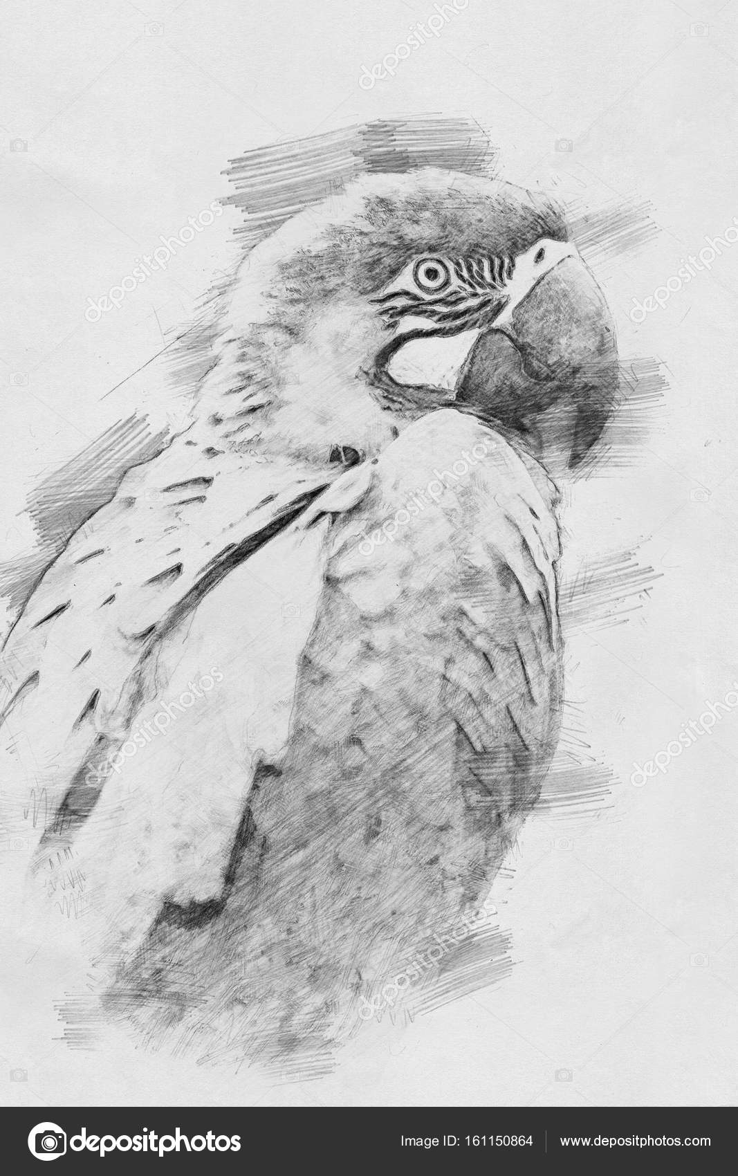 Parrot. Sketch with pencil Stock Photo by ©VolodymyrBur 161150864