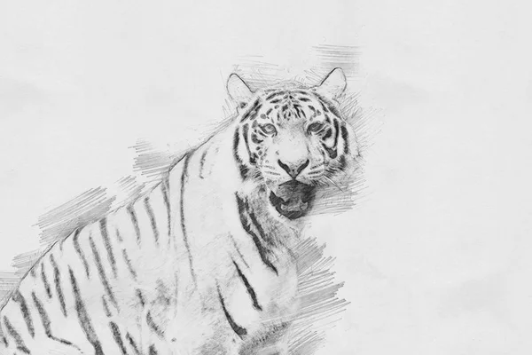 Tigris rajz Stock Photos, Royalty Free Tigris rajz Images | Depositphotos